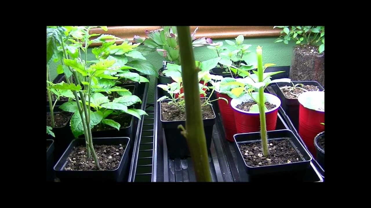 How To Increase Plant Size Exponentially and Clone! - YouTube