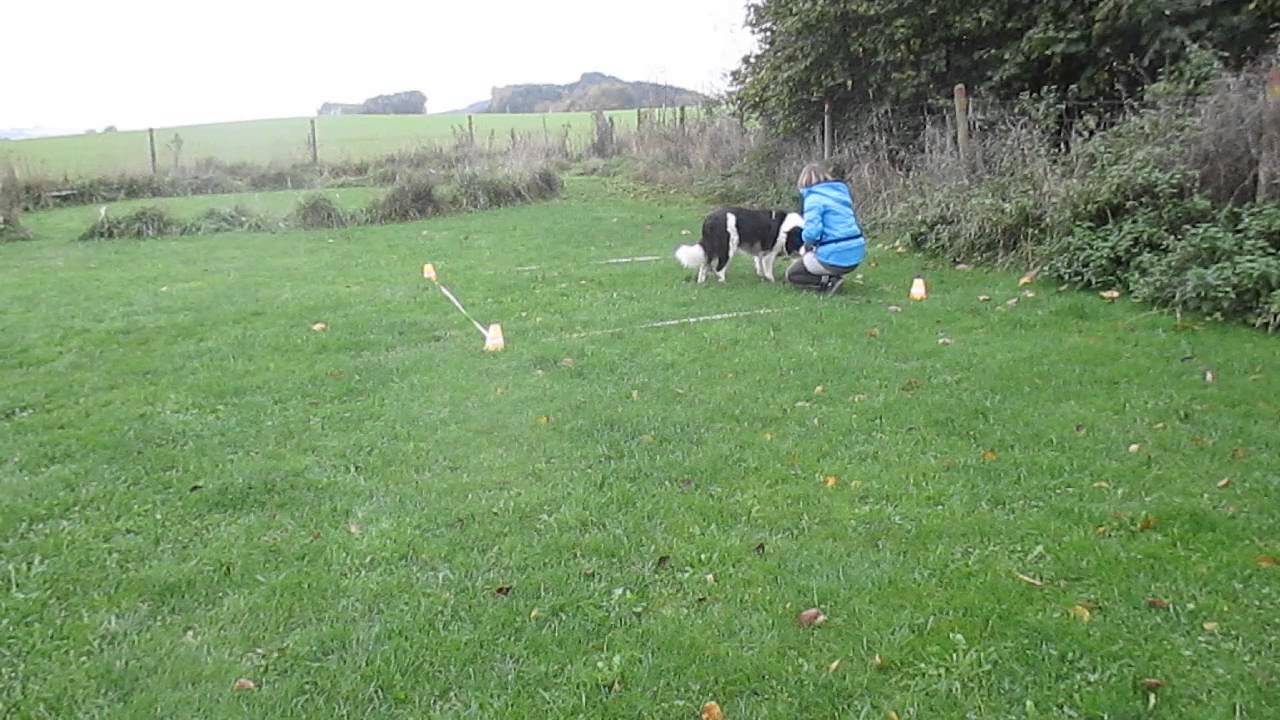 Obedience Training Box - YouTube