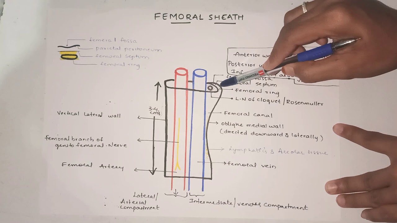 Femoral Sheath Contents