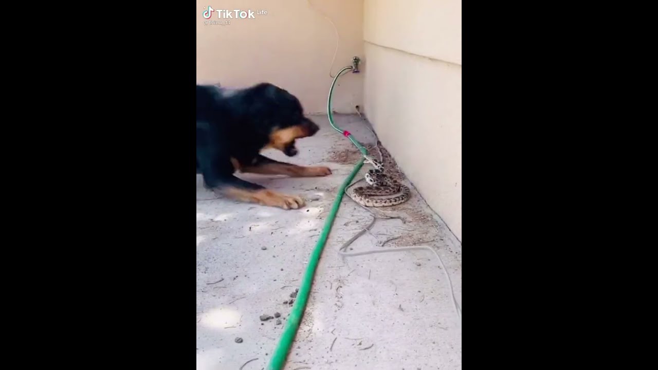 Dog VS Snake - YouTube