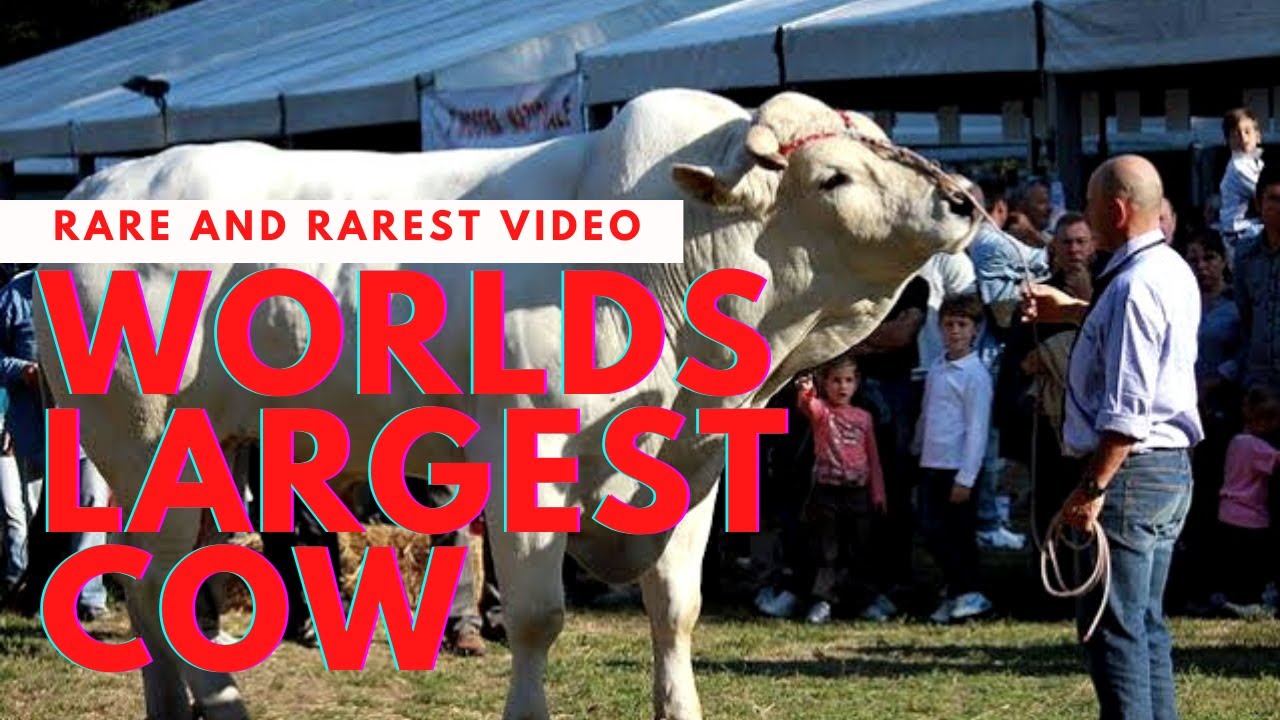 WORLDS LARGEST AND TALLEST COWS, CHIANINA CATTLE BREED, WORLDS LARGEST ...