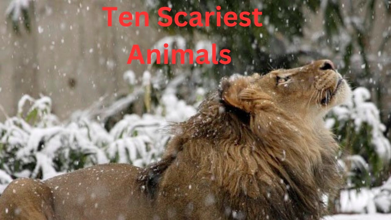 10 Scariest Animals You Won't Believe - YouTube
