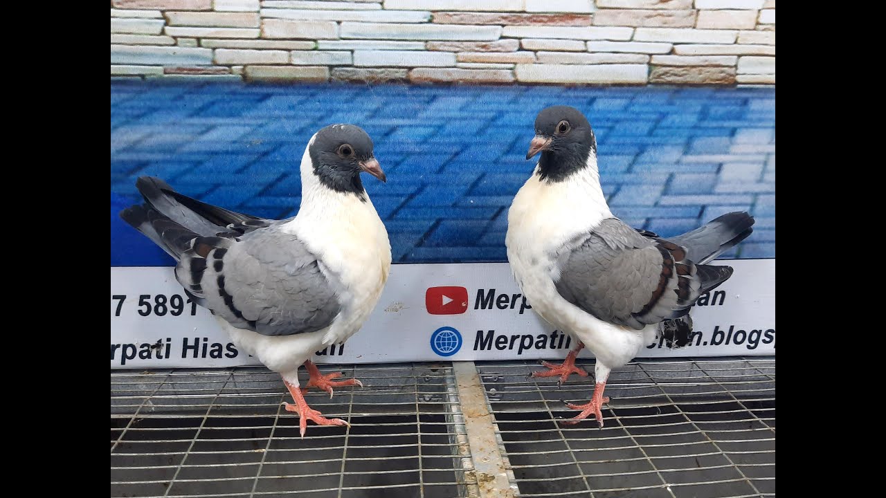 MERPATI MODENA 17032021 - YouTube