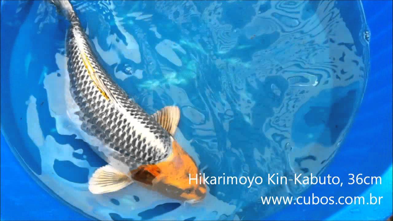 Hikarimoyo Kin Kabuto, 36cm - YouTube