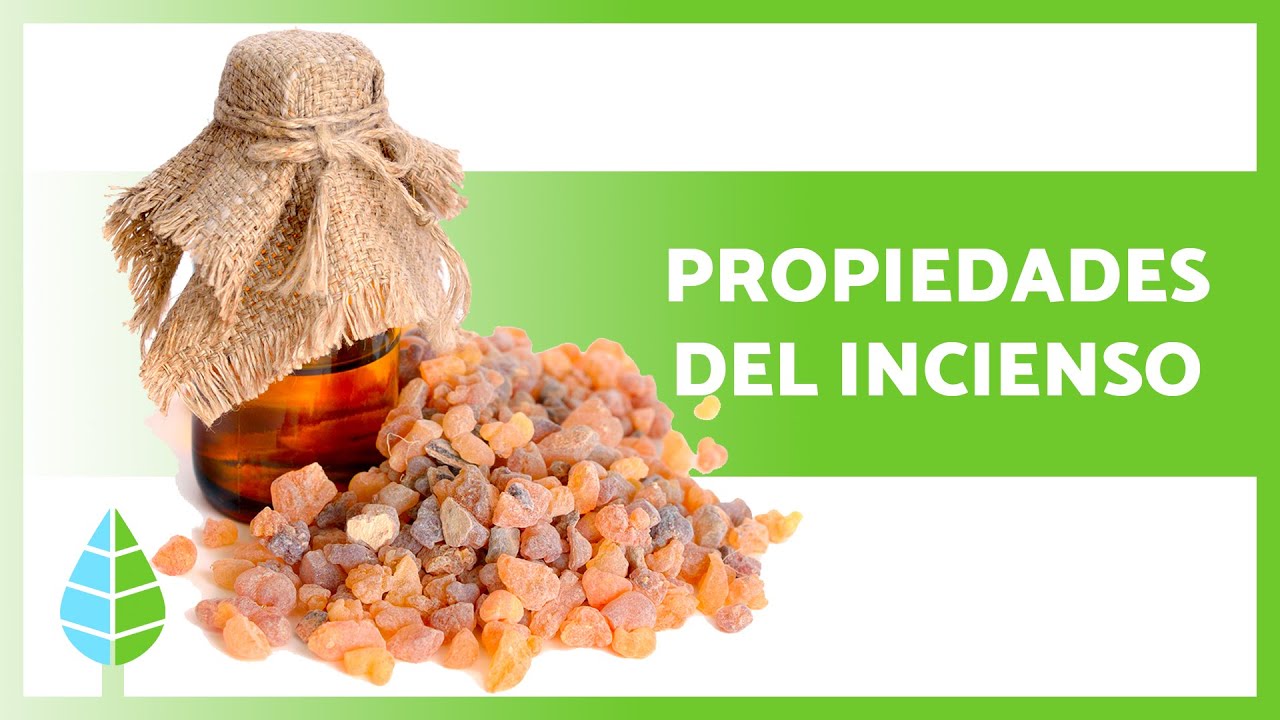BENEFICIOS de la PLANTA de INCIENSO 🌿 (Propiedades, Usos y ...
