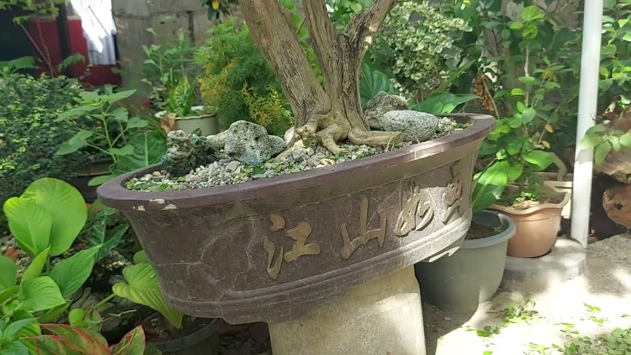 Puno Ng Kamuning Bilog Bonsai, Pinagaganda Pa... - YouTube