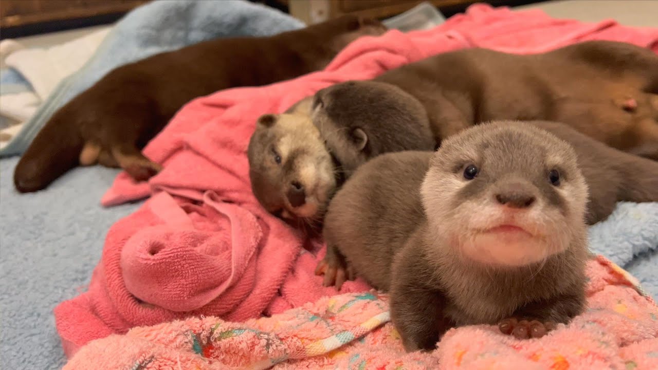 兄カワウソが年の離れた弟カワウソ達の子育てをしています。Otter brothers take a nap together - YouTube