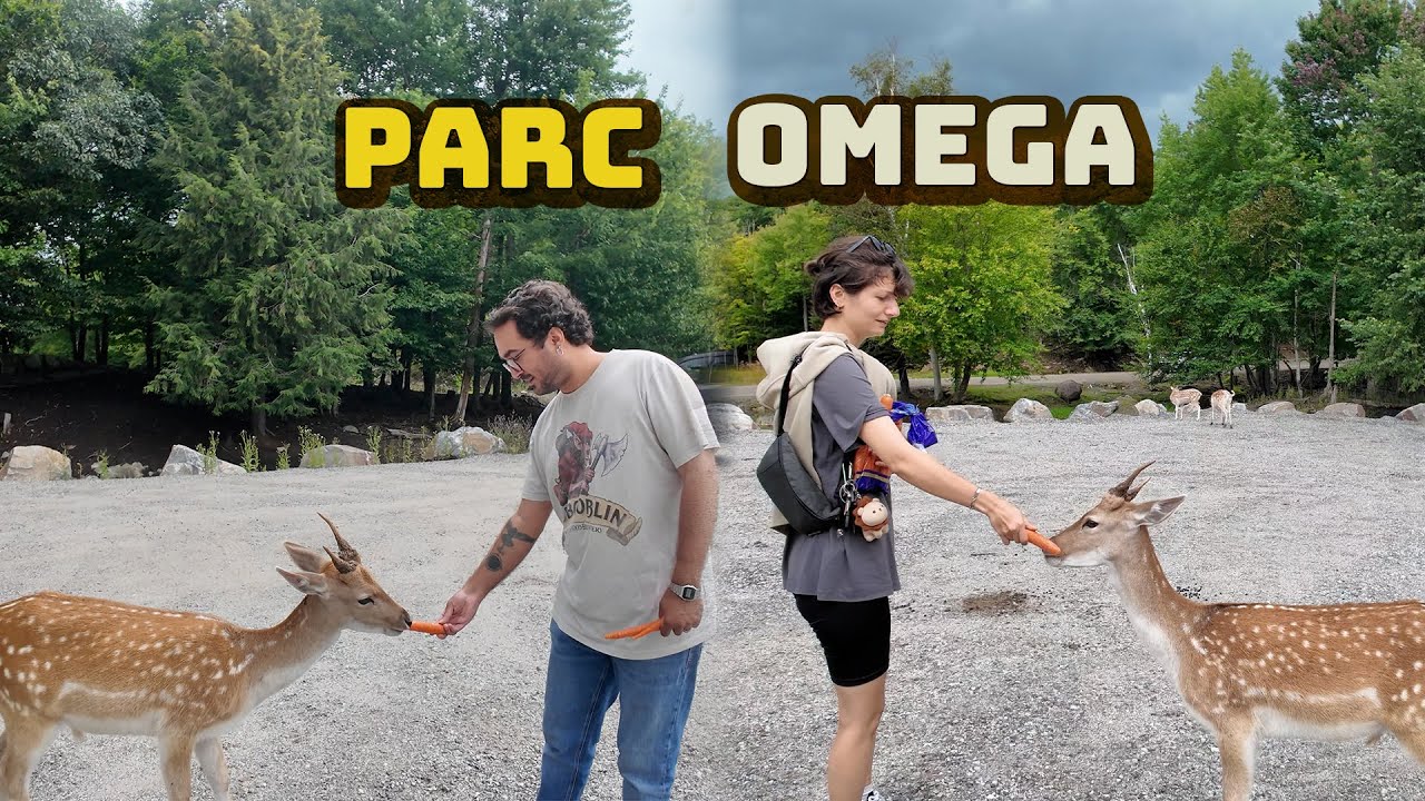 Parc Omega Vlog | Geyik Sevmeye Gidiyoruz! (Kanada'yı Keşfediyoruz - Bölüm 1) - YouTube