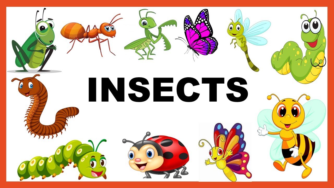 Learn Insects Names for Kids | Video Flash Cards | Kindergarten ...