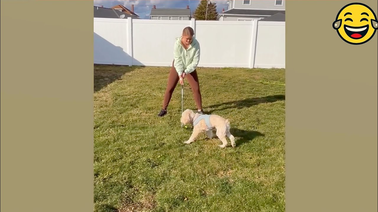 Funniest Dog Moments Caught on Camera! 😂 This Is Why I Love Dogs - YouTube