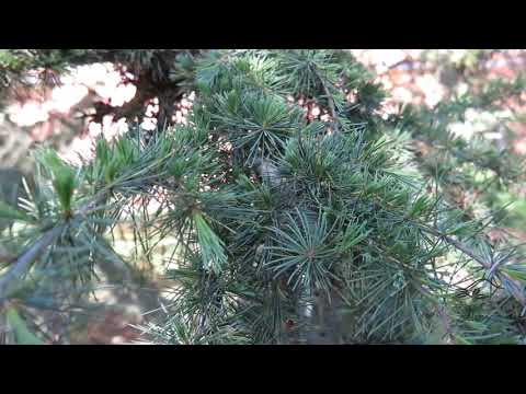 Cedrus deodara 'Pendula' cedr himalájský