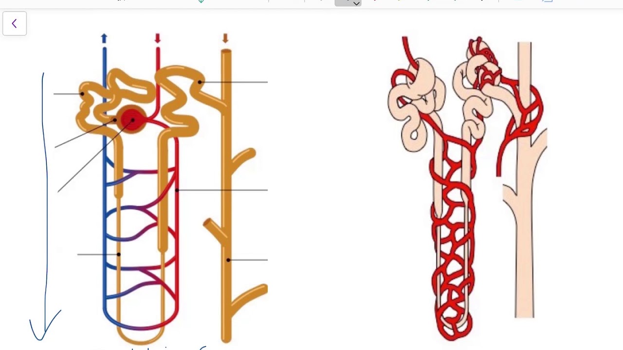 IB Biology - Osmoregulation in the Loop of Henle and Distal Convoluted ...