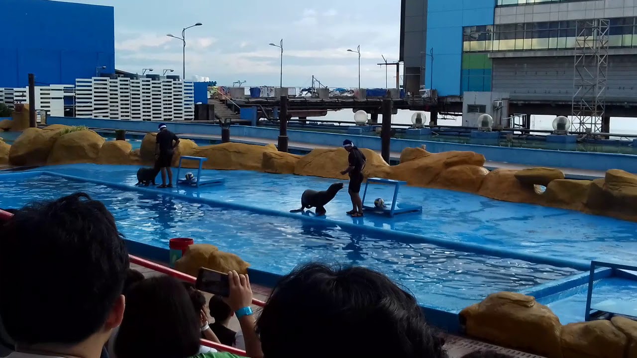SEALION SHOW PART6 AT MANILA OCEAN PARK - YouTube