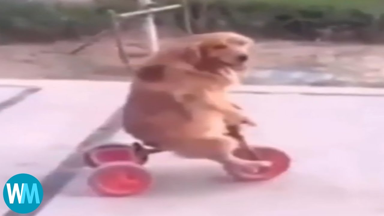 Top 5 Dog - YouTube