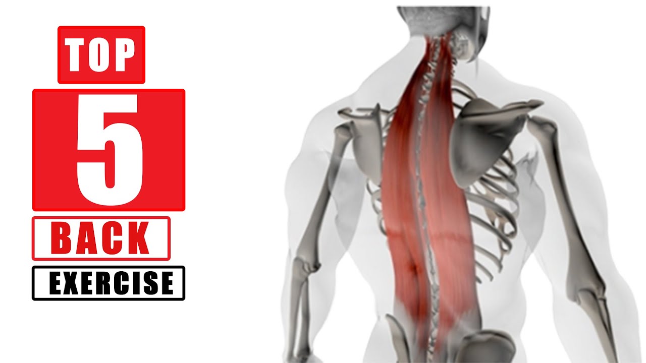 Back Workout (Erector Spinae) No Equipment - YouTube