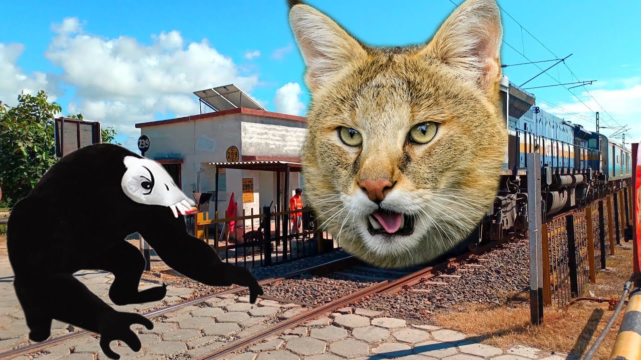 FUNNY CAT TRAIN VIDE0 - train - how to train cat videos - face train ...