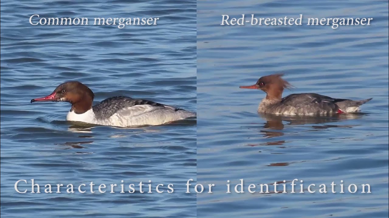 Common / Red-breasted Merganser identification guide - YouTube