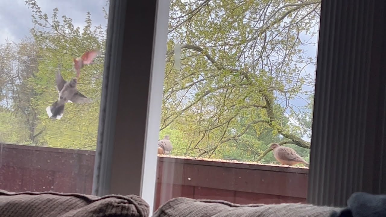 Dramatic birds - YouTube