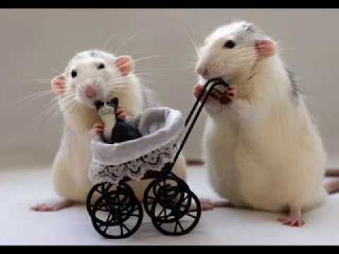 Train Your Rats To Do Tricks - YouTube