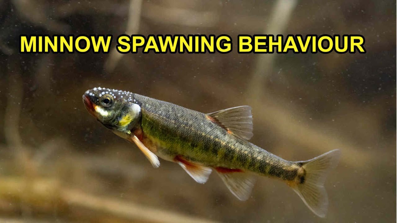 Minnows Spawning in UK River - YouTube