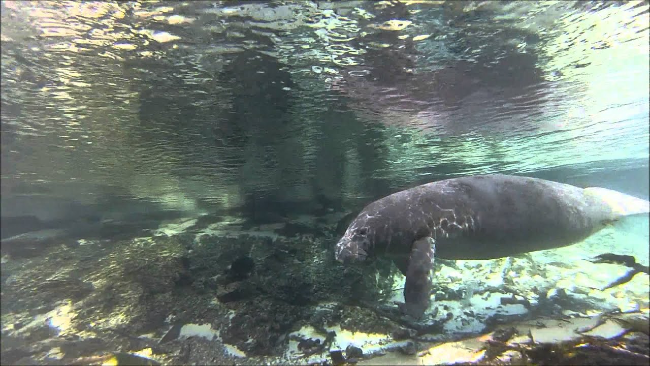 Weeki Wachee manatee - YouTube