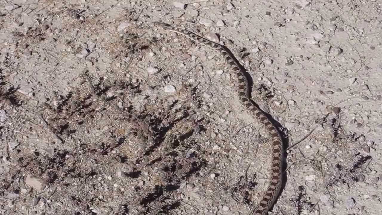 Utah Gopher Snake - YouTube