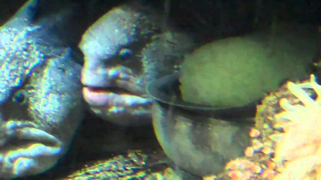 Wolf-Eel Eggs at Birch Aquarium at Scripps - YouTube