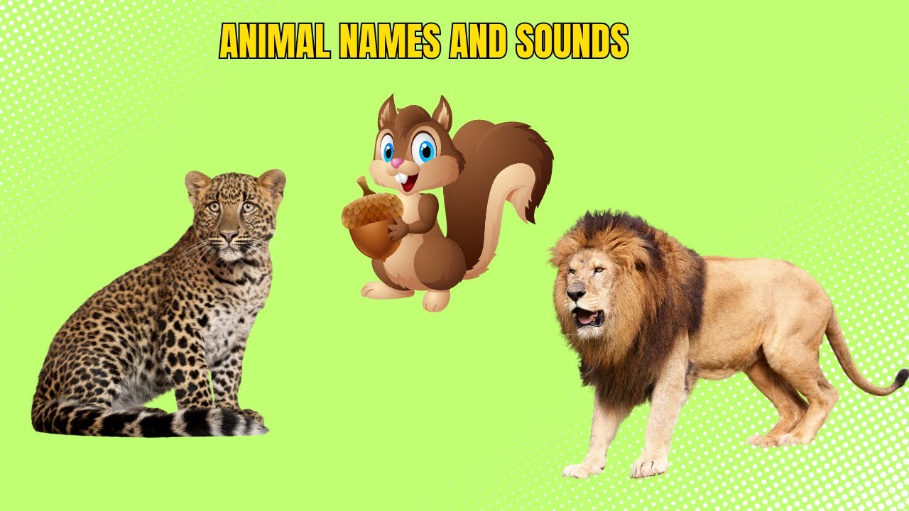 Animal Names and Sounds for Kids | Fun Learning with Real Animal Videos ...