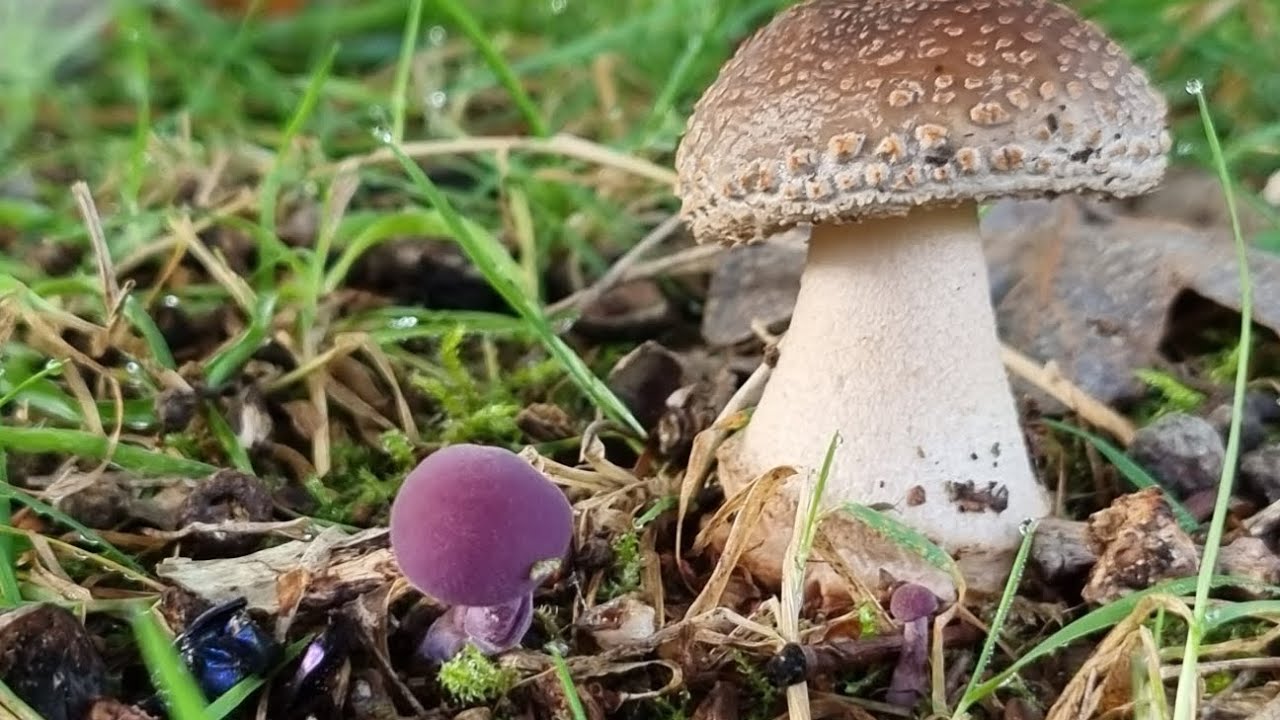 October Morning Hunting Fungi - YouTube