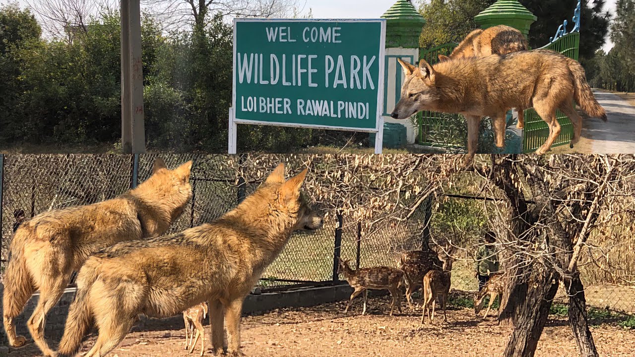 Wildlife in Crowded Twin Cities of Pakistan | Can a Wolf be Caged 🤔 Is ...