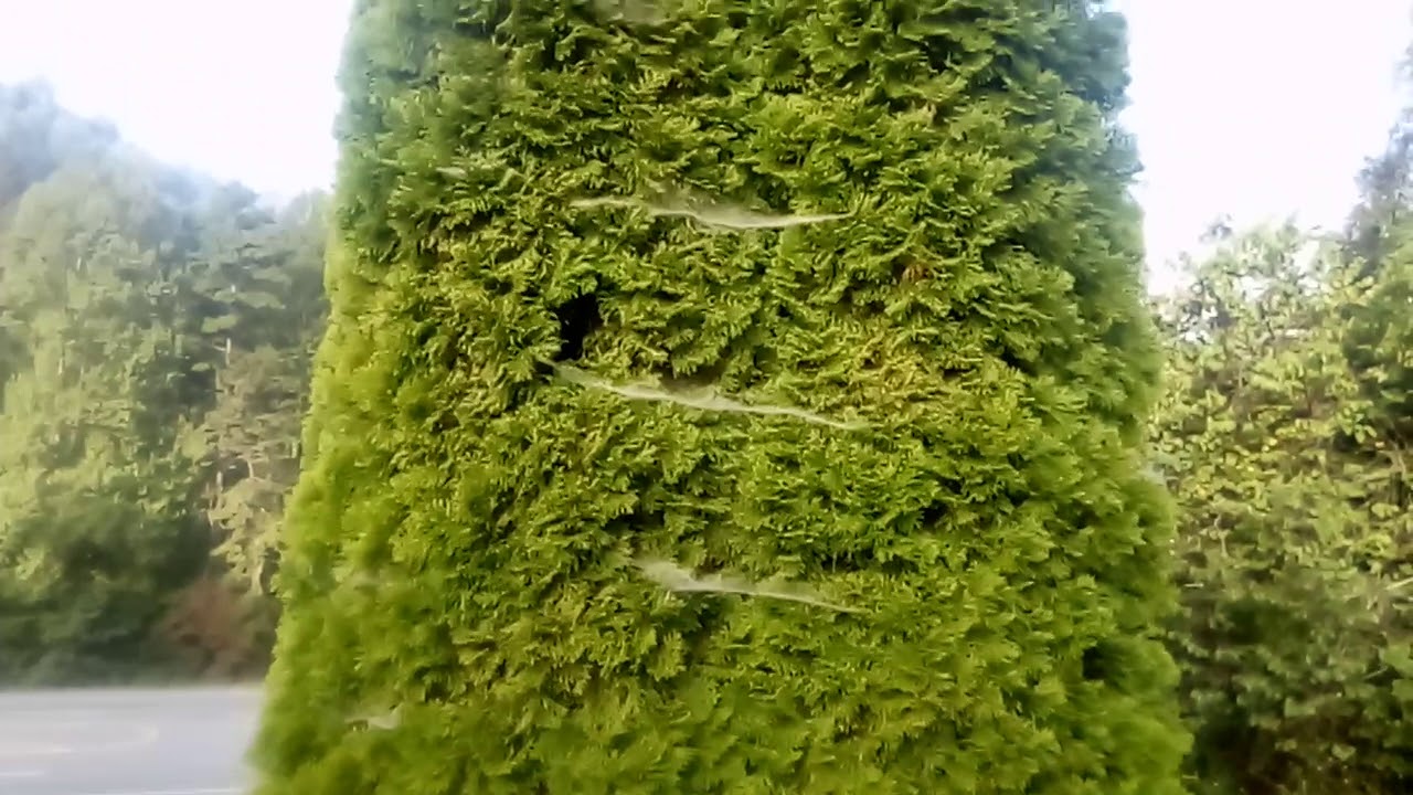 Spider tree - YouTube