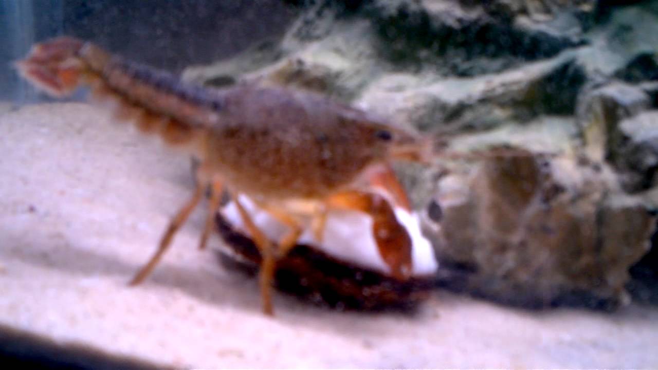 Crawdad eating coconut - YouTube