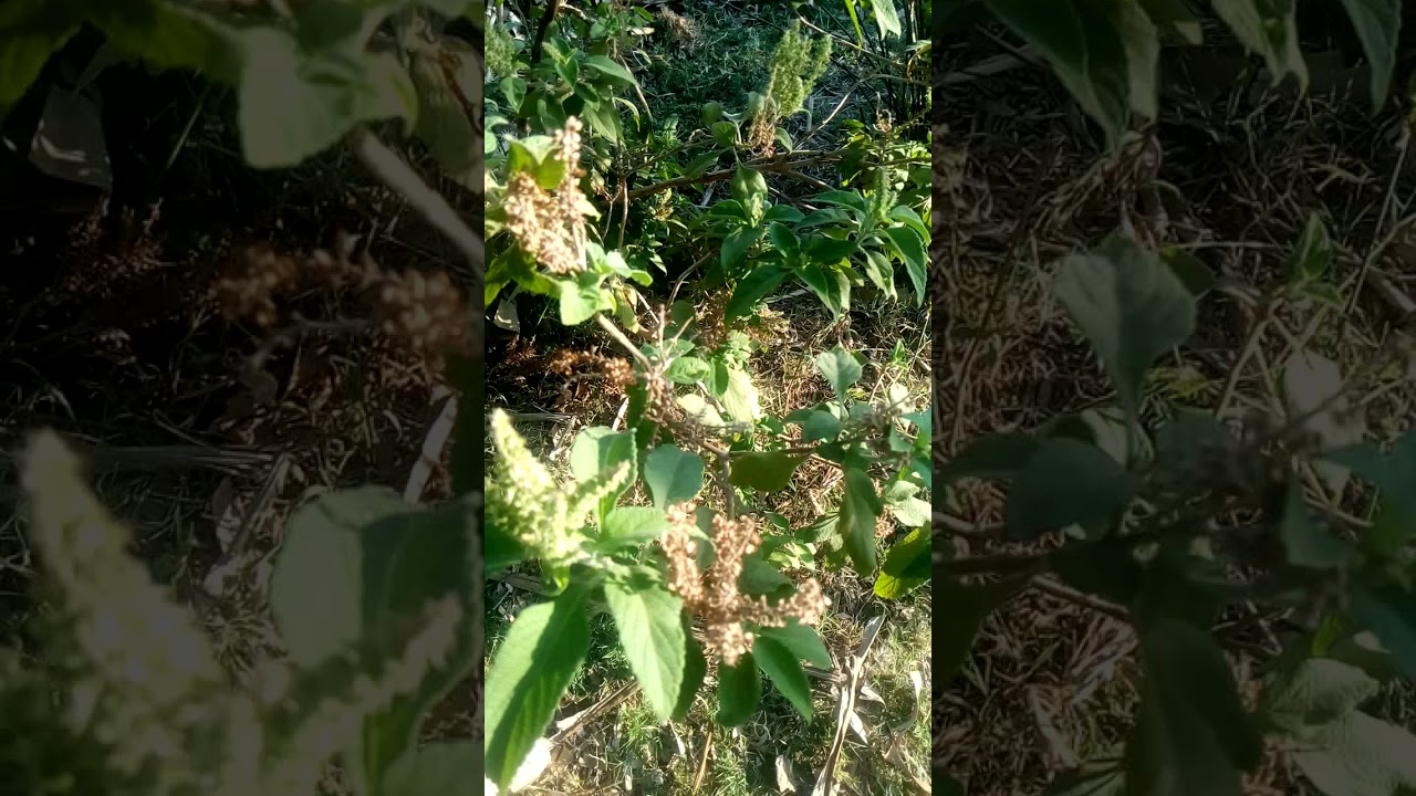 JIONEE MAAJABU YA VITU HIVI VI 3 UDI ,CHUMVI YA MAWE,KIVUMBASI NA MAJI ...