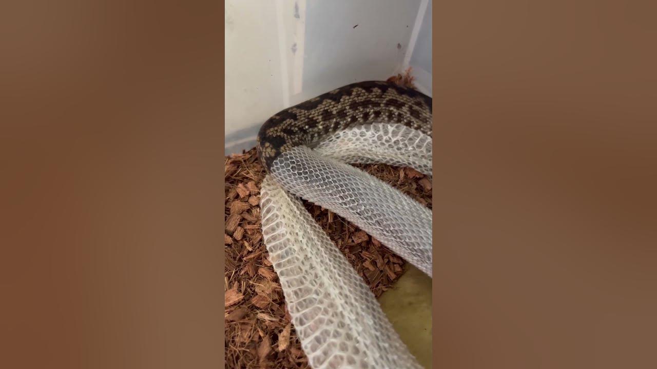 Spotted python shedding - YouTube