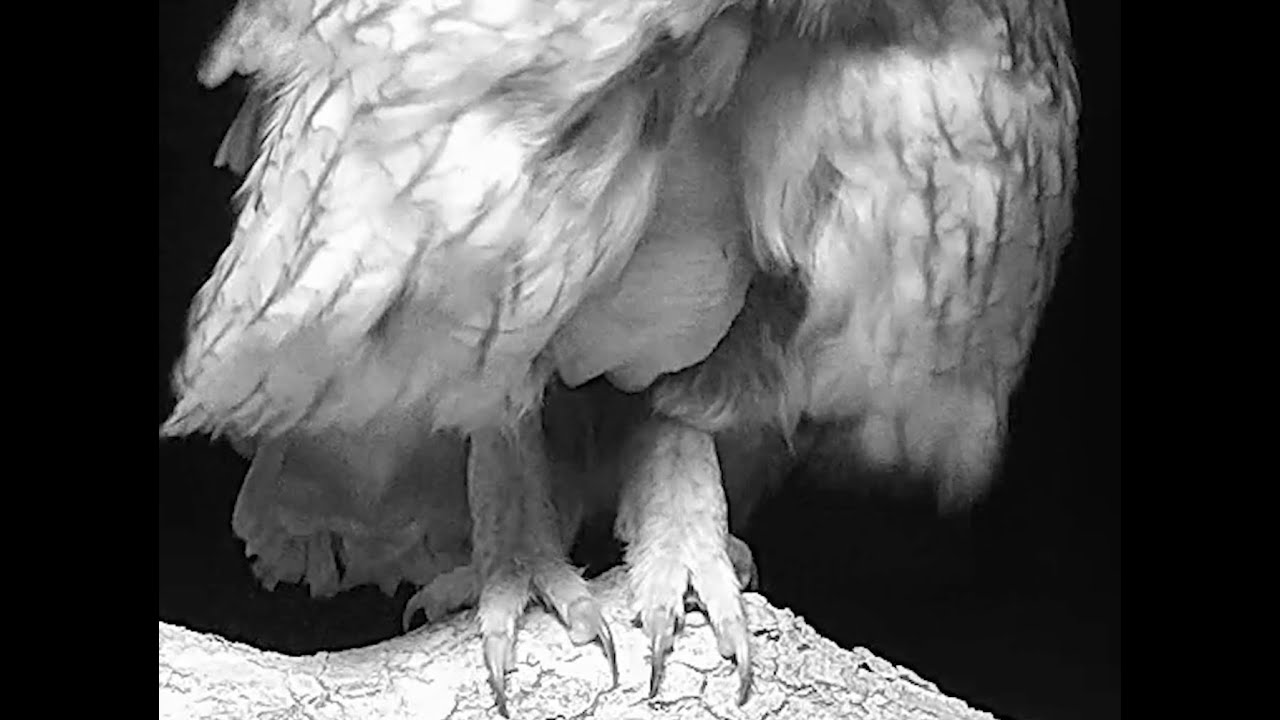 Tawny Owl's🦉Bare Brood Patch 😳 #Shorts - YouTube