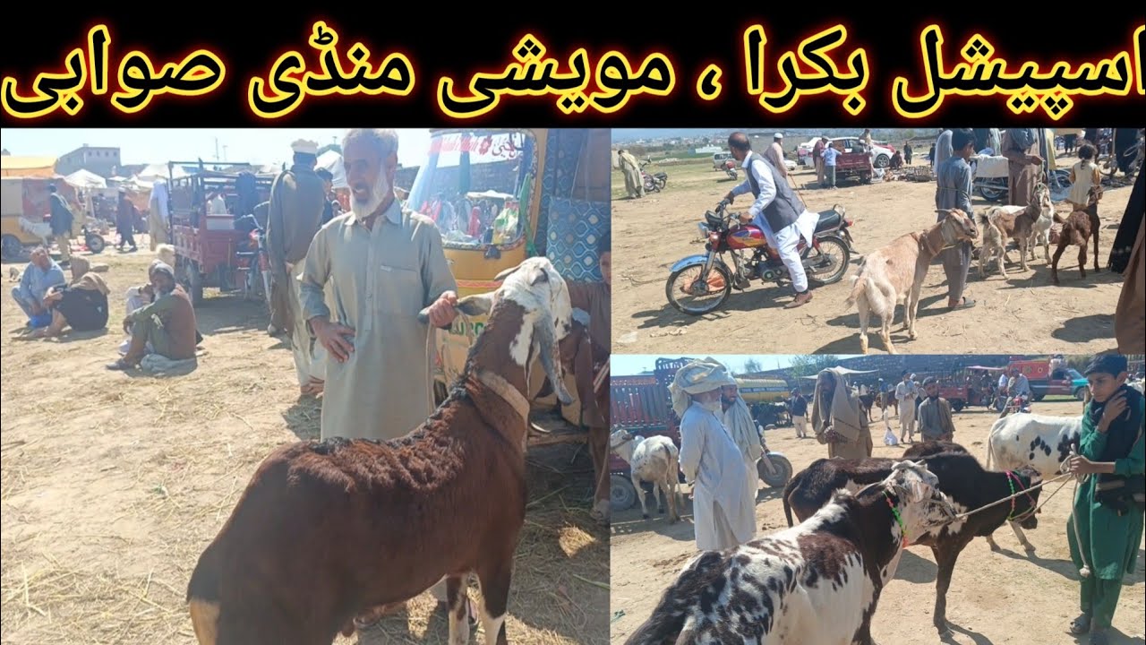 Special Goat and Cattle | Market In Swabi - YouTube