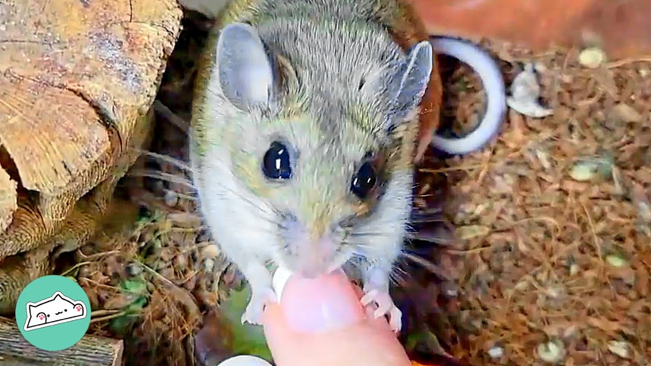 Tiny Mouse Hates Everyone Except For One Woman | Cuddle Buddies - YouTube