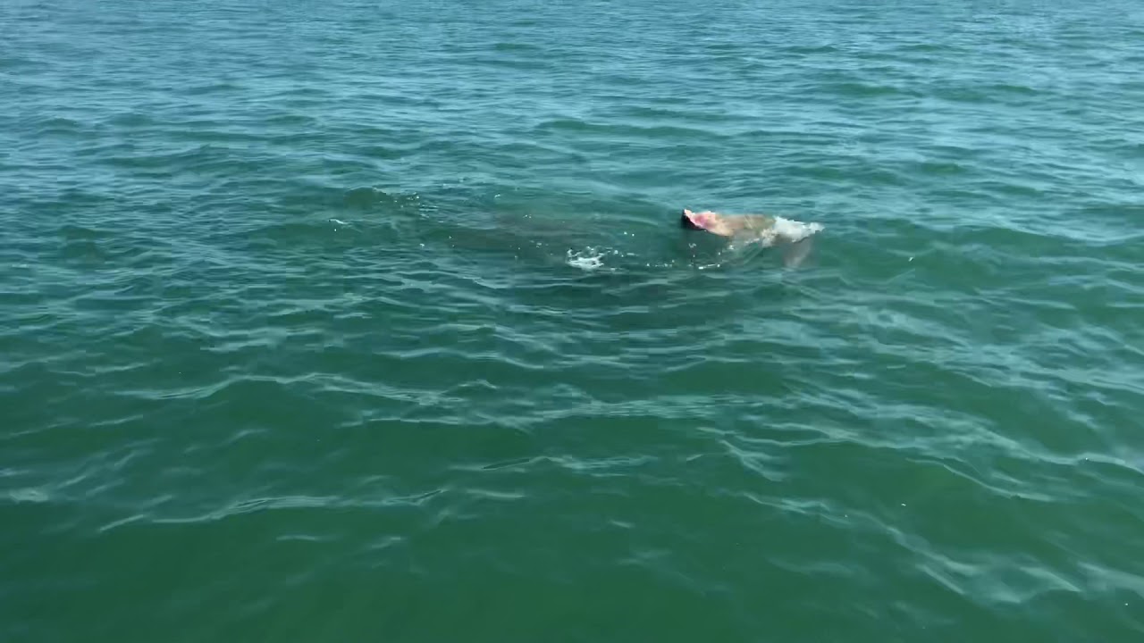 Bull Sharks attack Sea Turtle - YouTube
