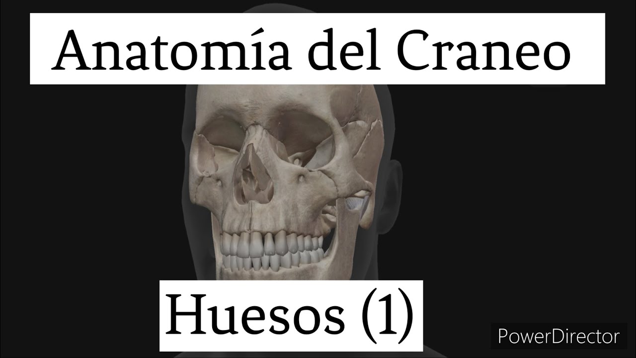 Anatomía del Cráneo // huesos del cráneo // Neuroanatomia del cráneo ...