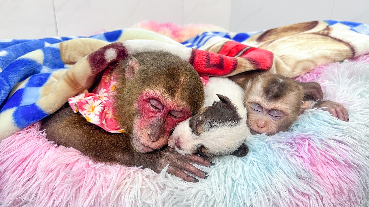 Kobi Monkey adopts and cares for a poor abandoned puppy | Full version ...