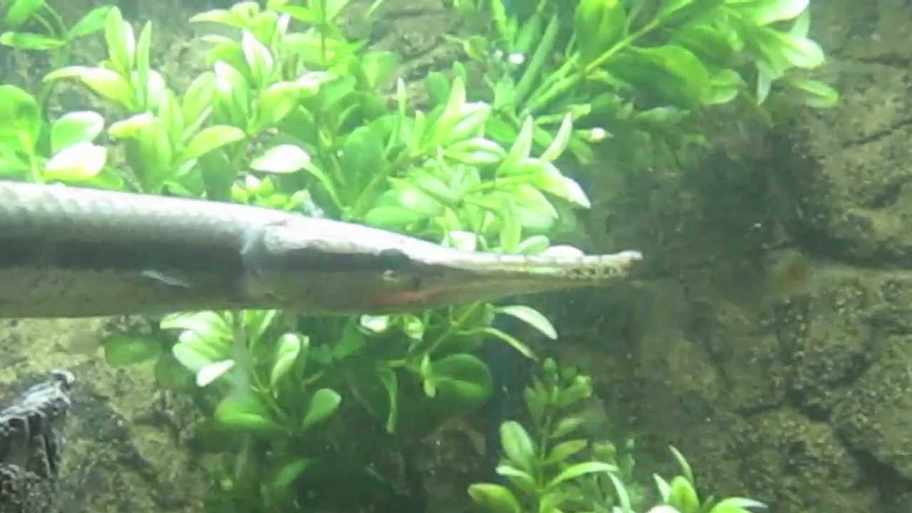 Gar eating pellets - YouTube