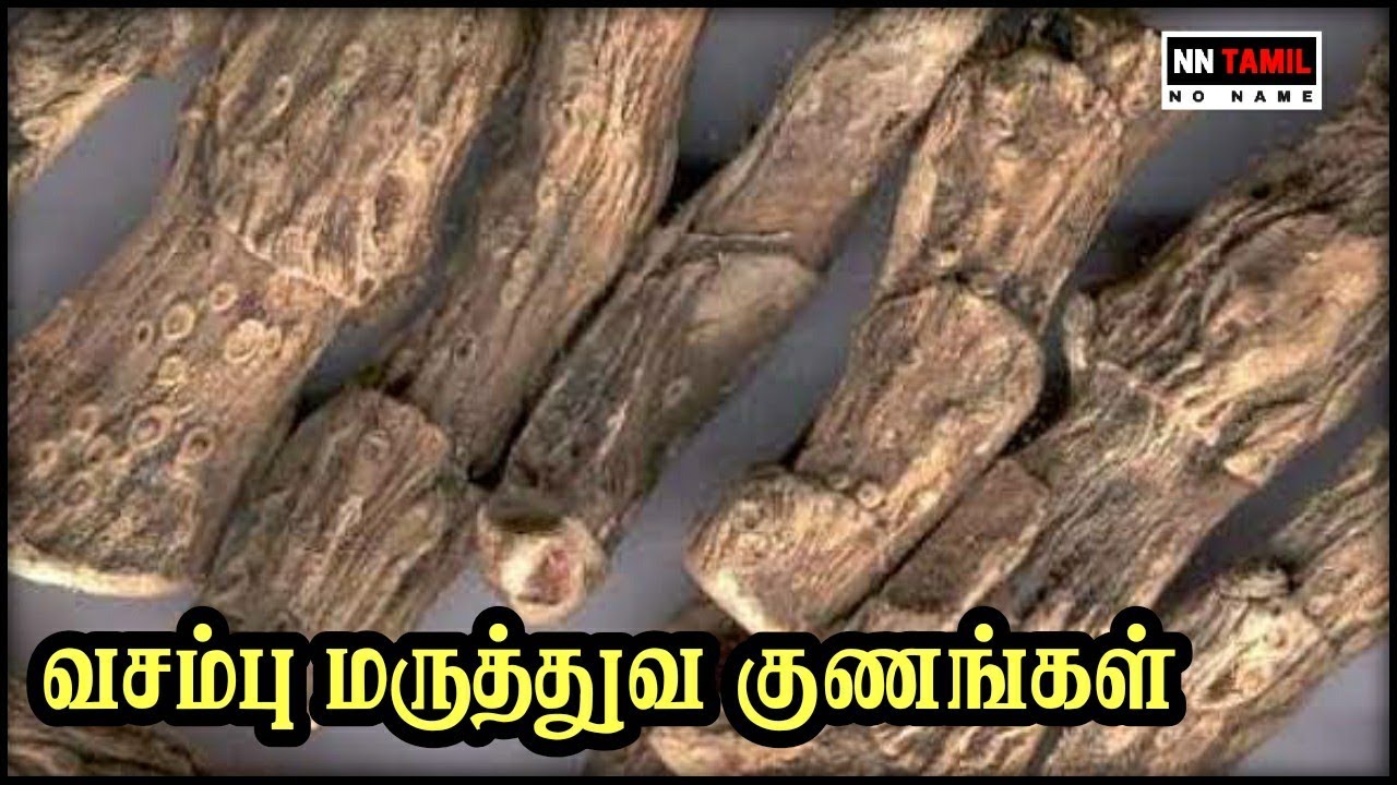 How To Use Vasambu For Speech Tamil Vasambu Health Benefits - NN Tamil ...
