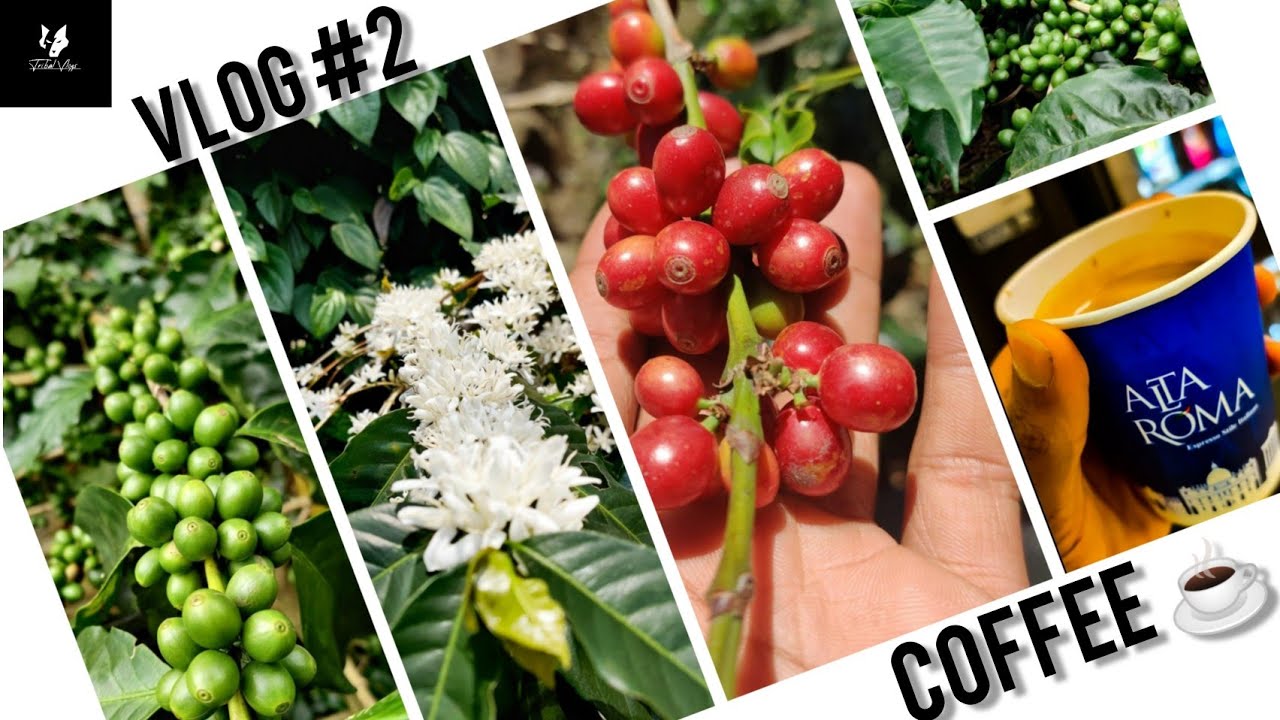 Coffee Production - Yercaud coffee ☕ [ தமிழ் ](Vlog#2) @Rajesh_Ycd ...