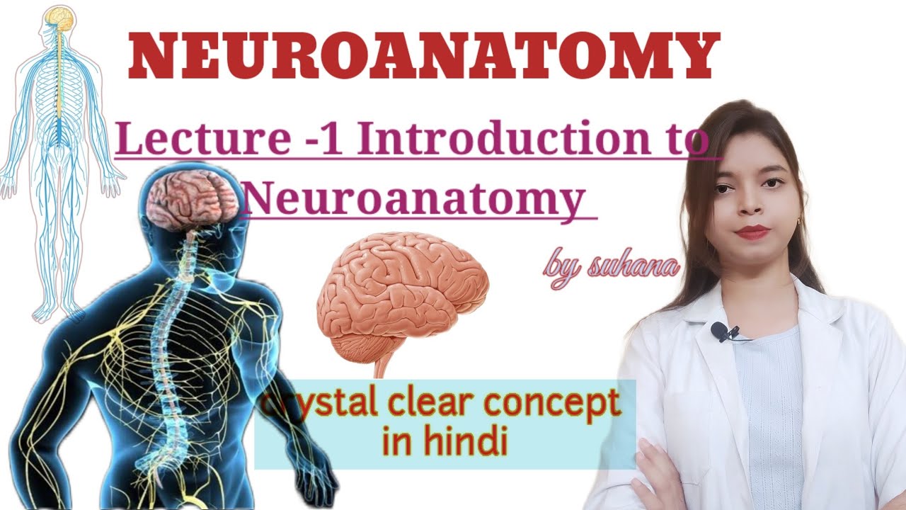 NEUROANATOMY | basic concepts | division of Nervous system | its parts ...