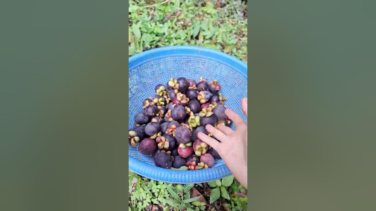 Panen buah Manggis dan buah Rambutan - YouTube