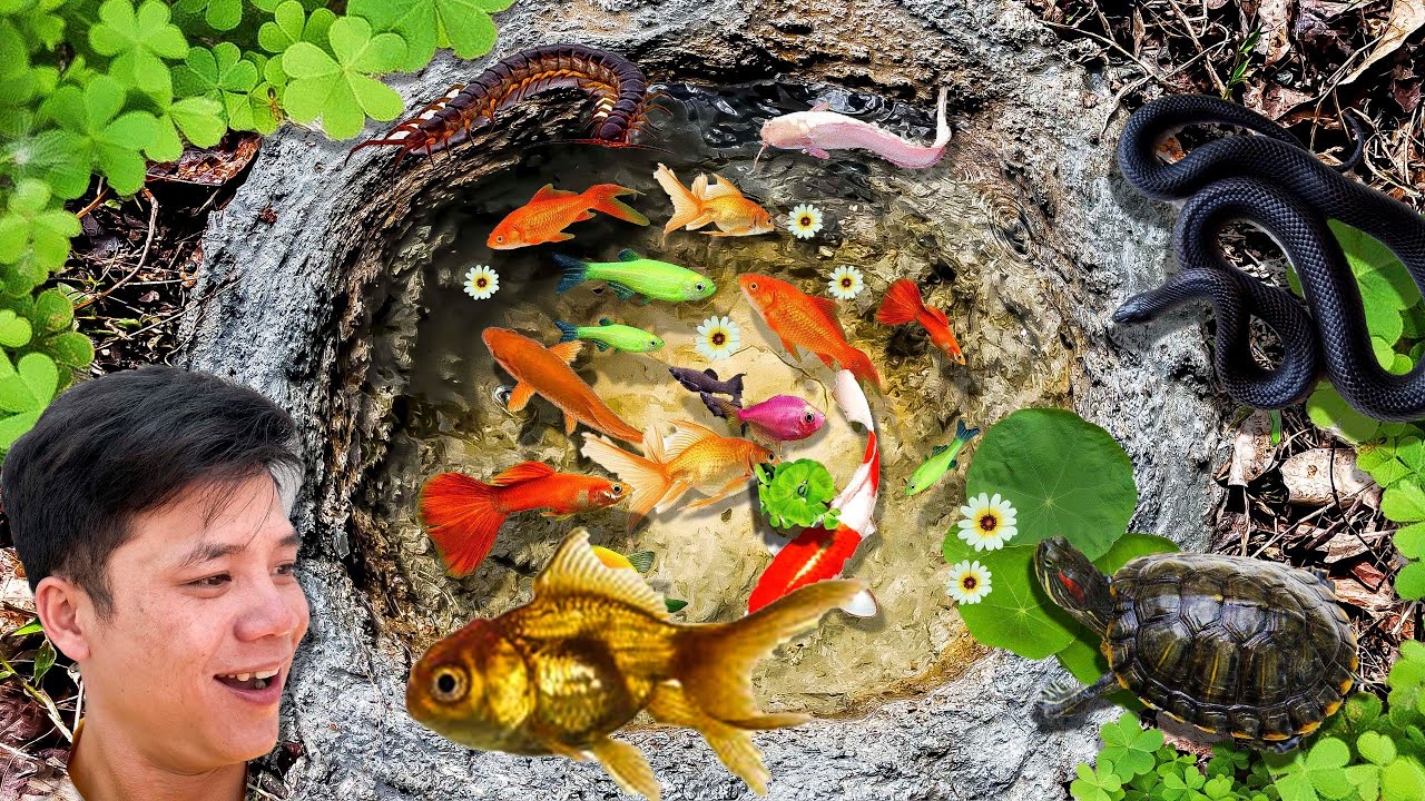 Amazing Catch Strange Fish In Tiny Pond, Koi, Turtles, Guppies, Shrimp ...