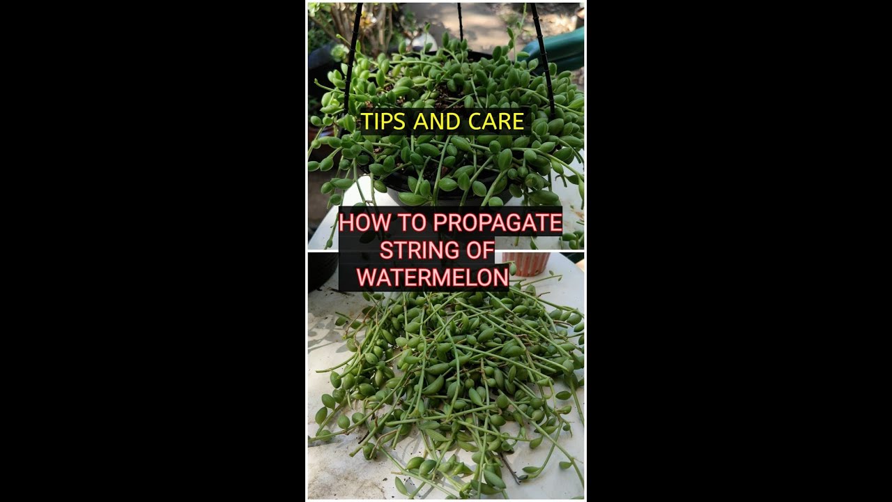 how to propagate the string of watermelon succulent - YouTube