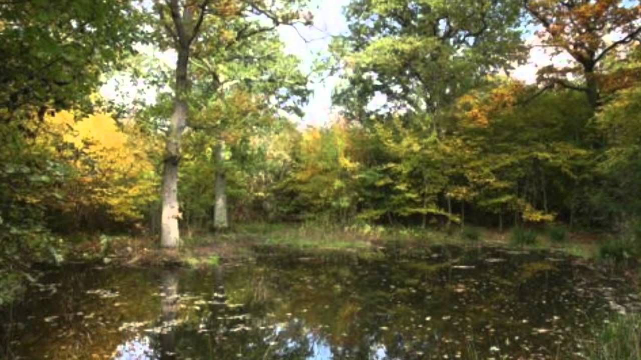Bonny Wood Green by Stephen Hatfield Cantores Celestes Women's Choir ...
