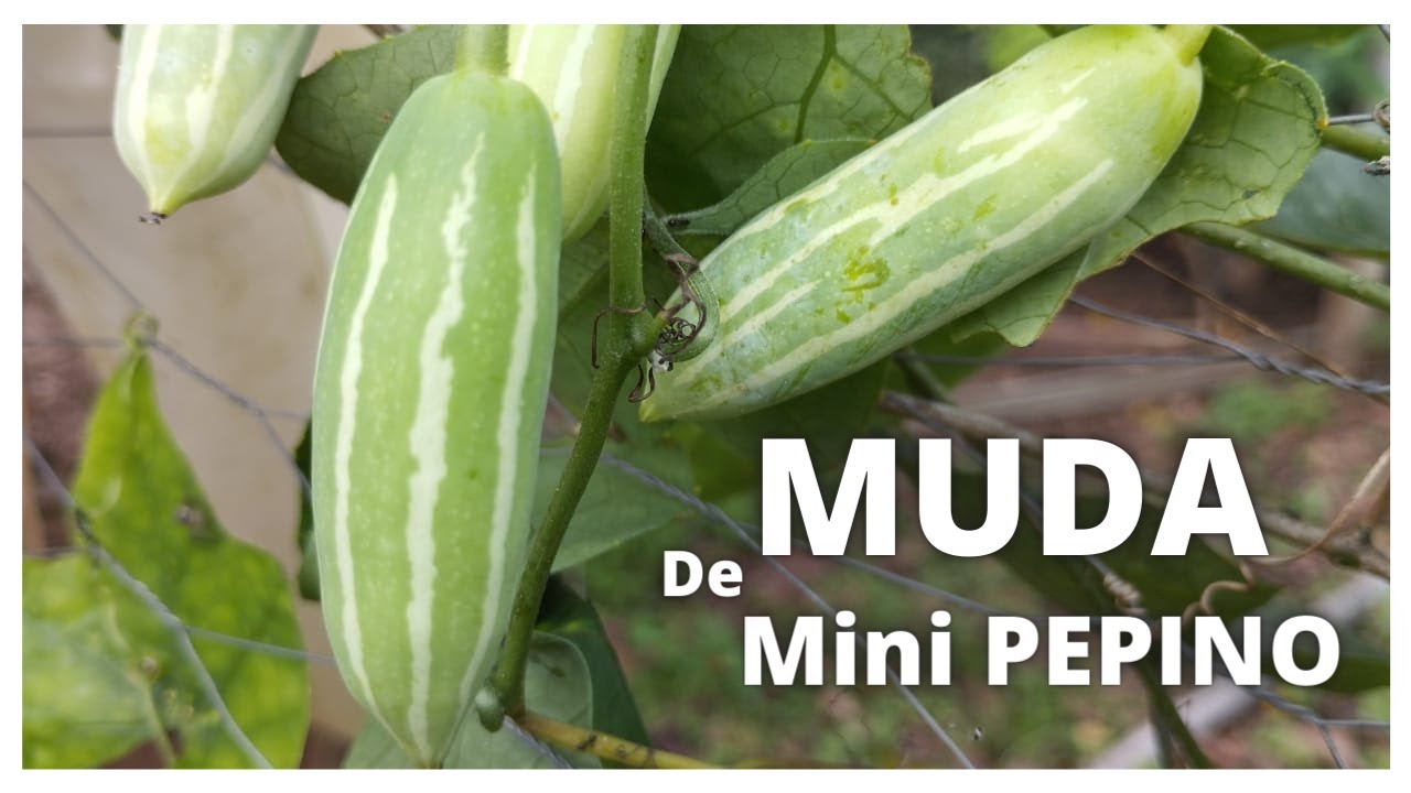 COMO FAZER MUDA DE MINI PEPINO DE FORMA SIMPLES E FÁCIL - YouTube