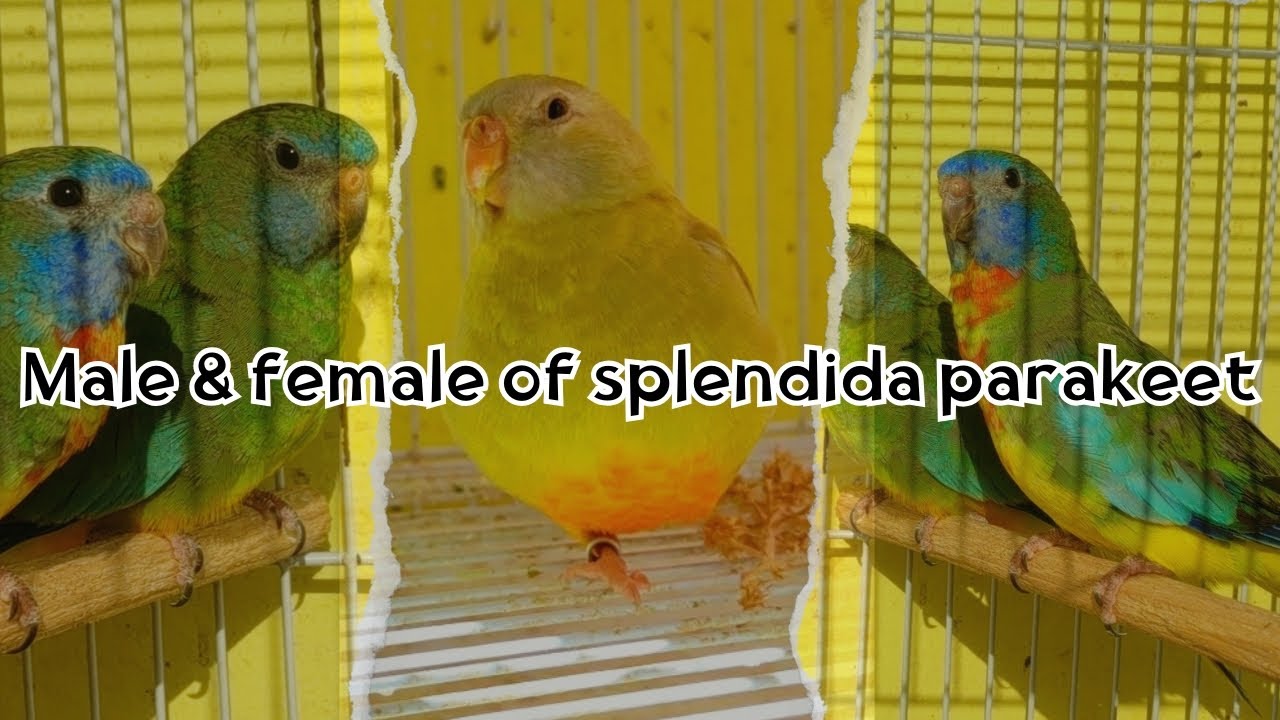 Amazing Neophema birds | splendida parakeet - YouTube